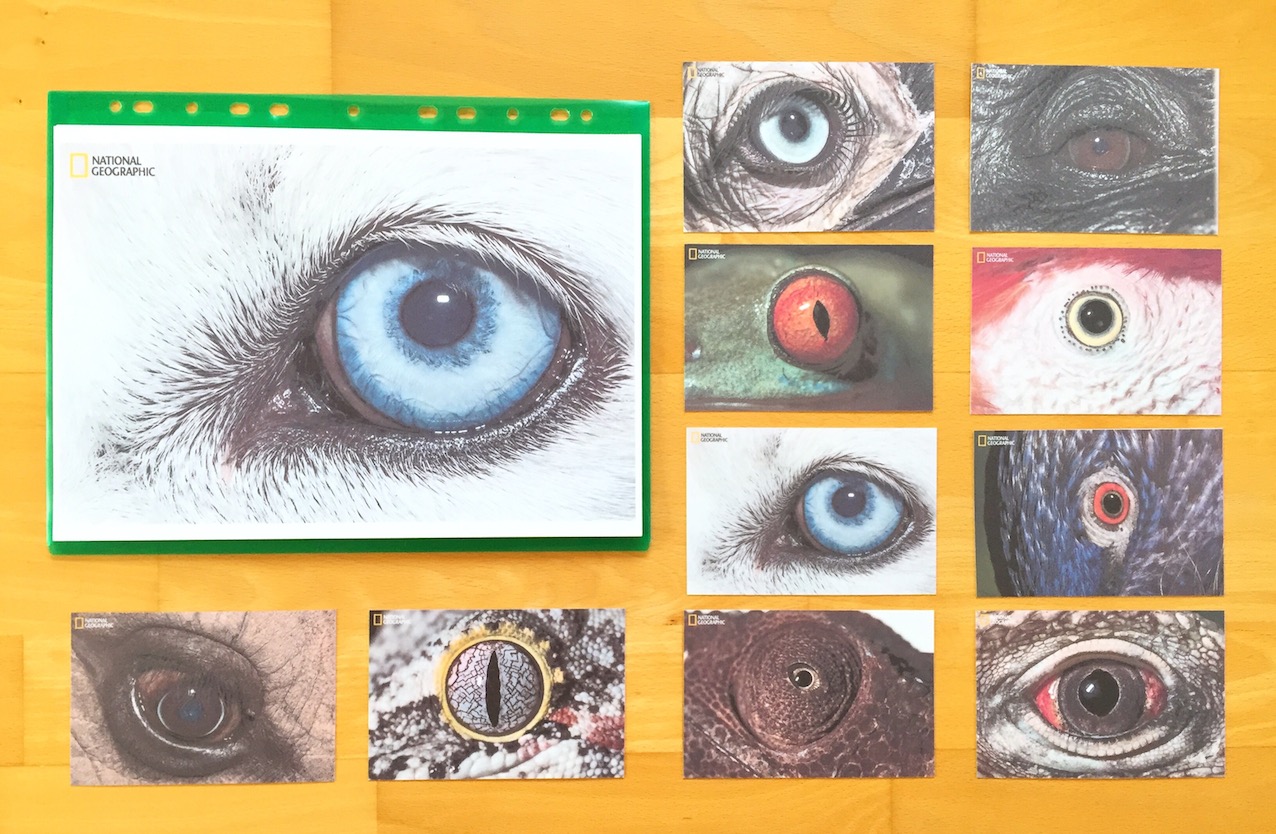 Das Auge im Sachunterricht | Materialwiese